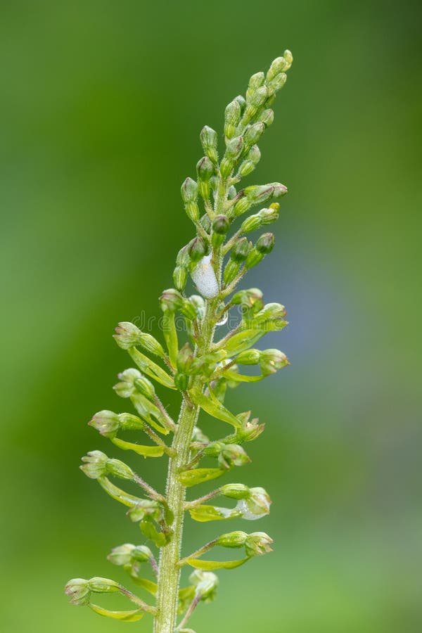 Common Twayblade (neottia Ovata) Orchid Stock Photo - Image of closeup ...
