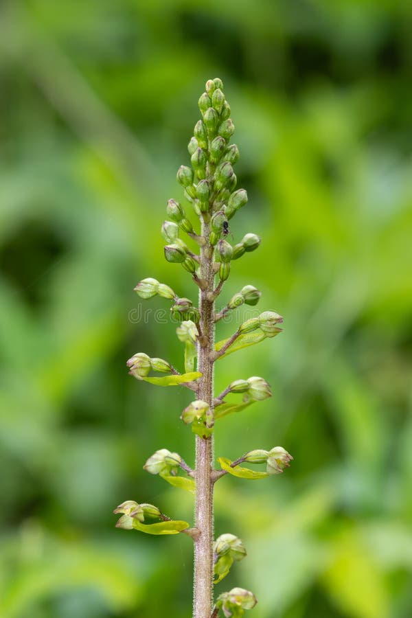 Common Twayblade (neottia Ovata) Orchid Stock Photo - Image of ...