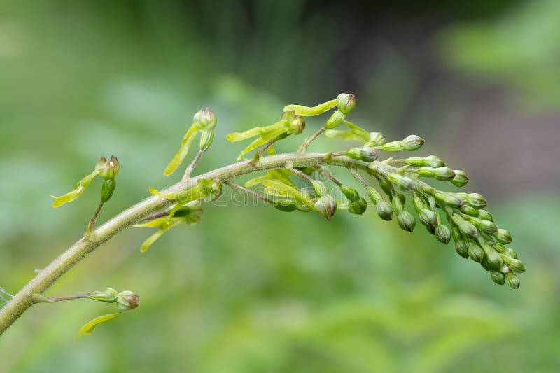 Common Twayblade (neottia Ovata) Orchid Stock Photo - Image of pollen ...