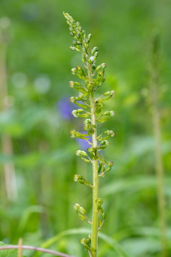 Common Twayblade (neottia Ovata) Orchid Stock Photo - Image of nature ...