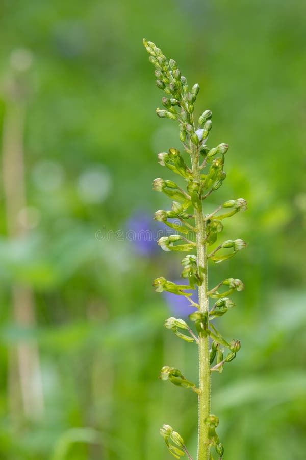 Common Twayblade (neottia Ovata) Orchid Stock Photo - Image of stem ...