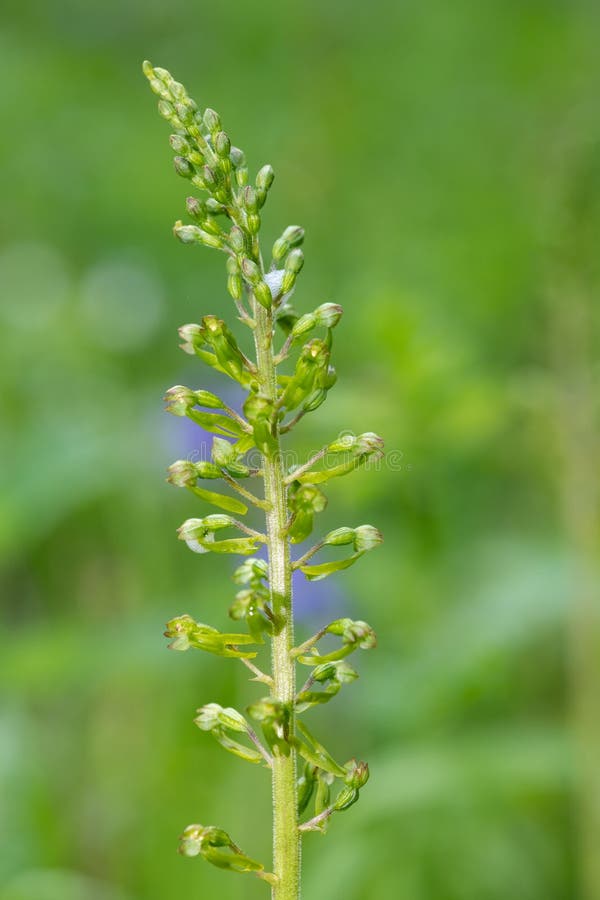 Common Twayblade (neottia Ovata) Orchid Stock Photo - Image of wild ...
