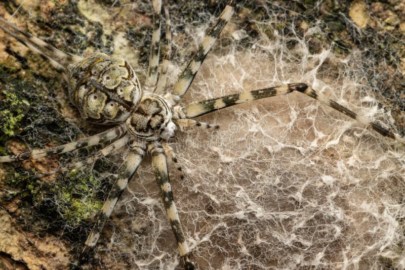 Common Two-Tailed Spider on the Tree Trunk Spider Stock Image - Image ...
