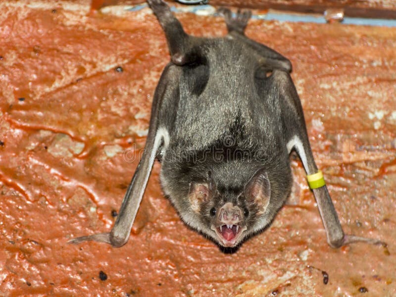 Common Vampire Bat (Desmodus Rotundus) Stock Image - Image of ...