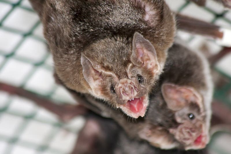 Common vampire bat stock photo. Image of bloodsucker - 33705262