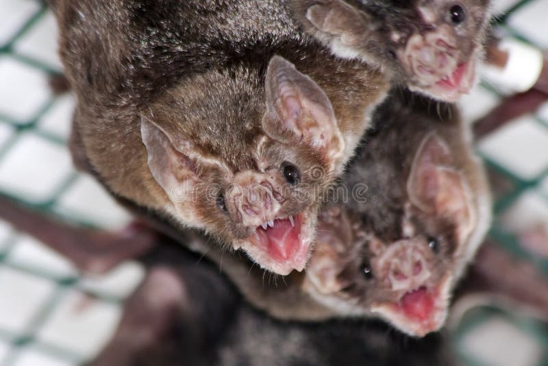 Common vampire bat stock image. Image of bats, american - 33705297