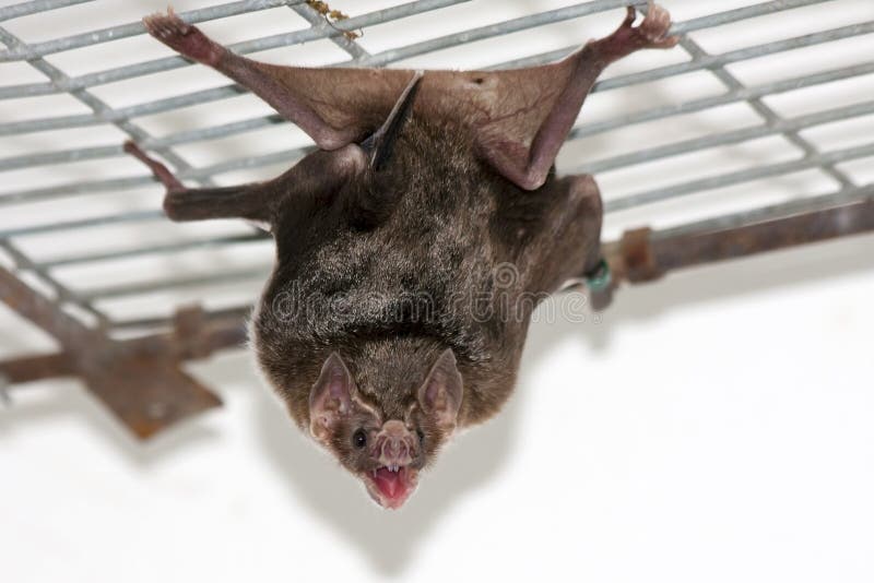 Common vampire bat stock image. Image of daytime, american - 33705303
