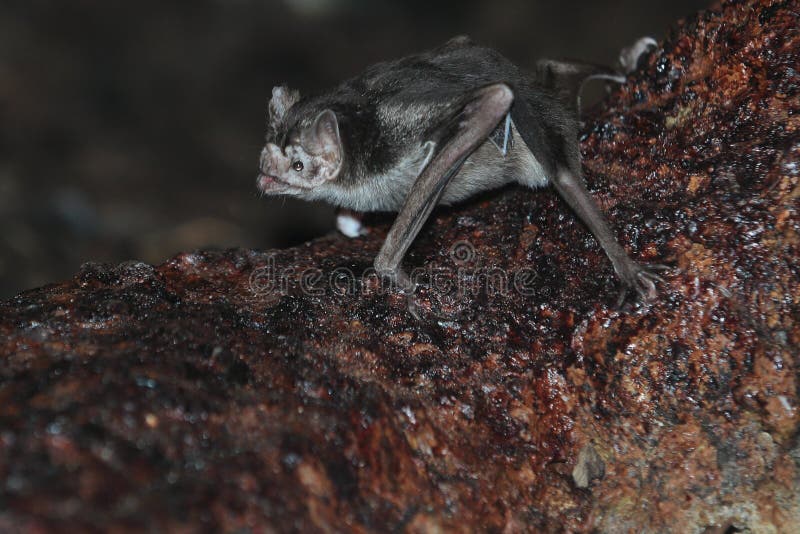 Vampire bat stock photo. Image of attack, drink, teeth - 6736358