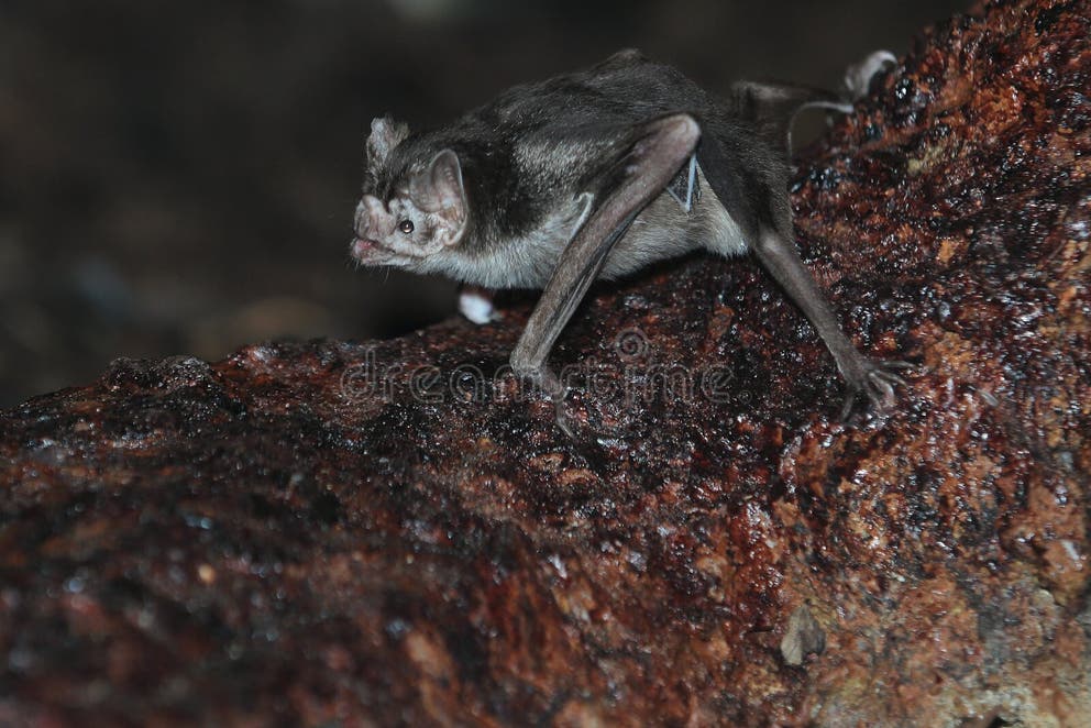 Common vampire bat stock image. Image of rotundus, america - 128678527