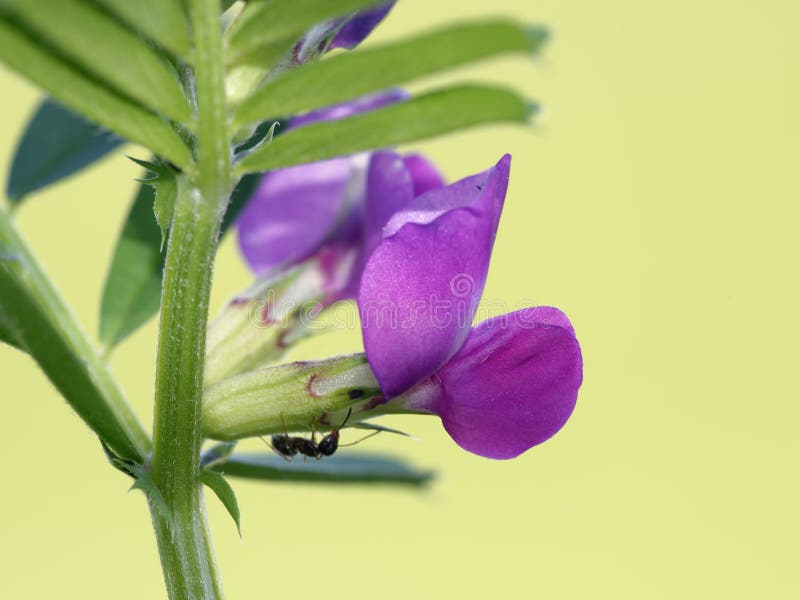 Common Vetch stock image. Image of nature, landscape - 123559005