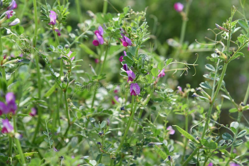 Common vetch flowers stock photo. Image of vetch, beauty - 145812178