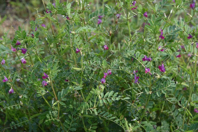 Common vetch flowers stock image. Image of garden, plant - 145812185