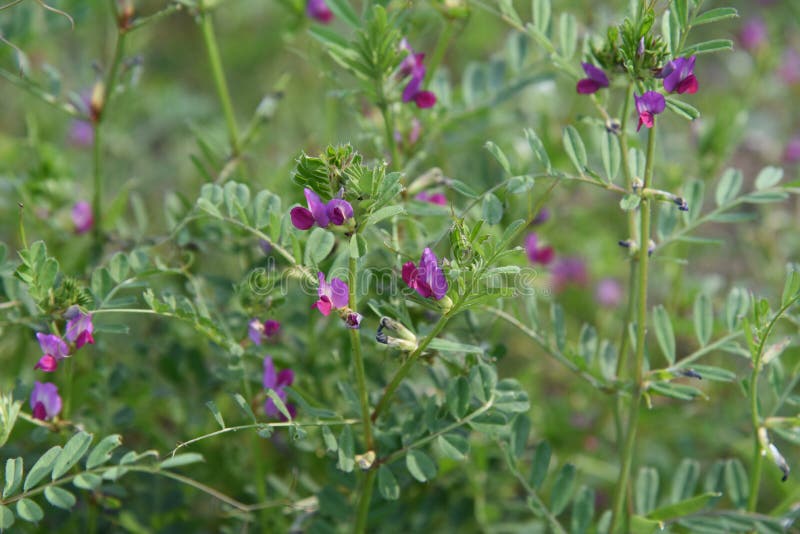Common vetch flowers stock photo. Image of bloom, natural - 145812196