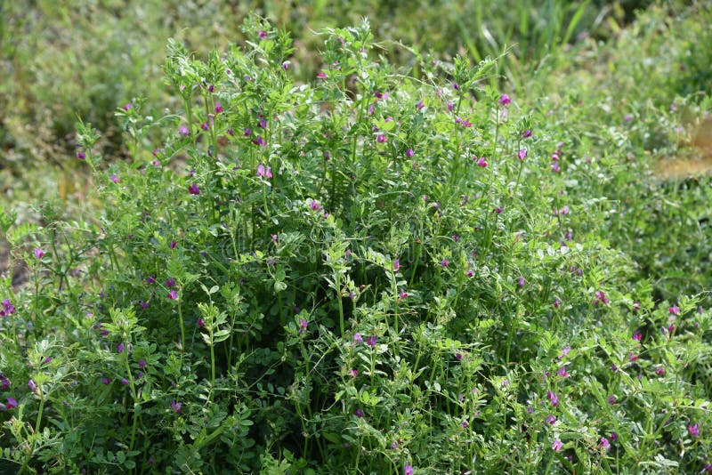 Common vetch flowers stock photo. Image of natural, leaf - 145812200