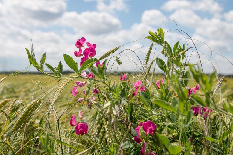 Common Vetch in the Grain Field Stock Photo - Image of green, tare ...