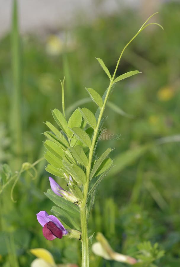 Common Vetch stock image. Image of nature, climbing - 188923283