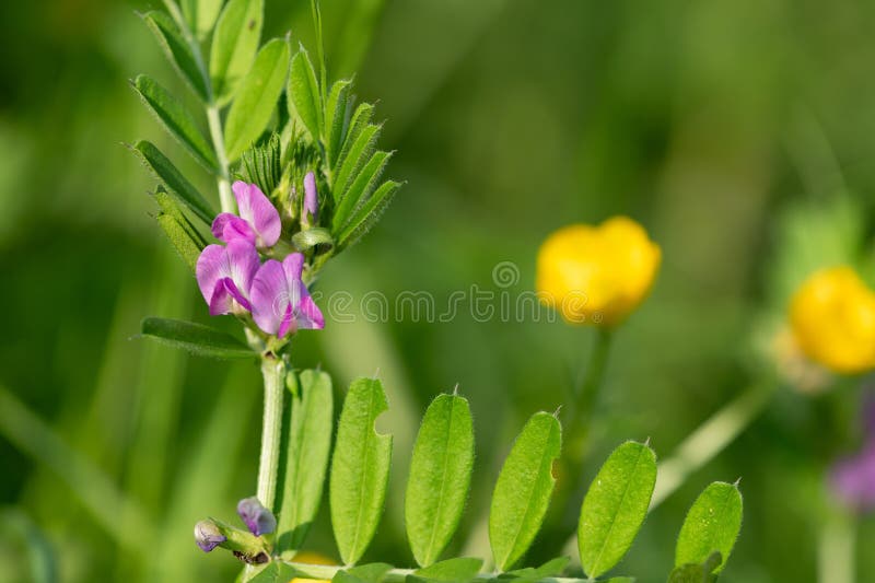 Common Vetch (vicia Sativa) Flowers Stock Photo - Image of closeup ...