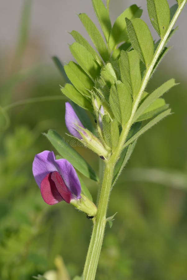 Common Vetch stock photo. Image of flora, vetch, portrait - 74271878