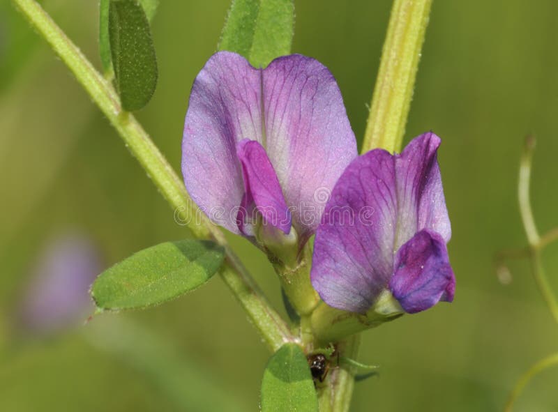 Common Vetch stock photo. Image of legume, flora, summer - 188923216