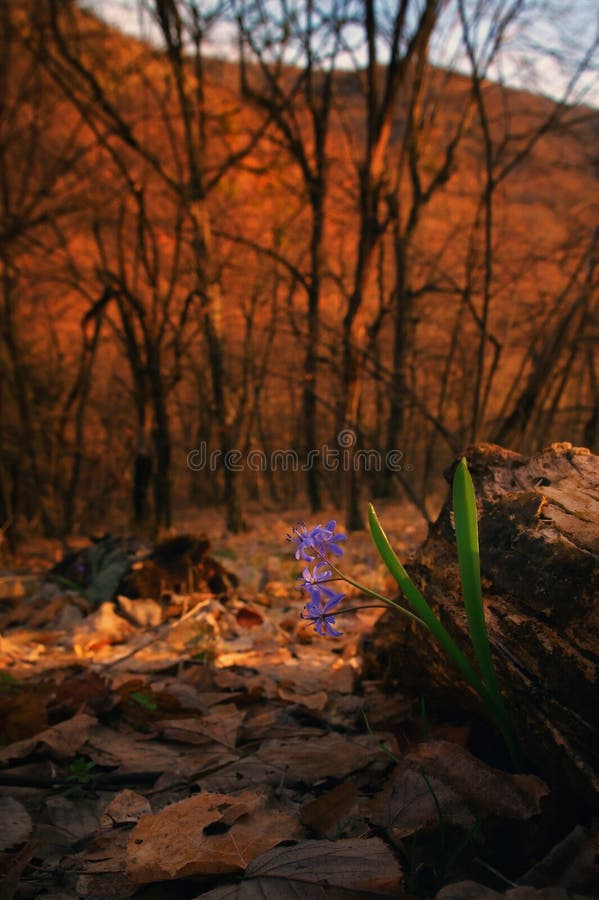 Common Violets Viola Odorata in Spring Stock Photo - Image of bunch ...