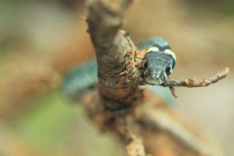 Viper Common, Common European Viper or Common Viper, is an Extremely ...