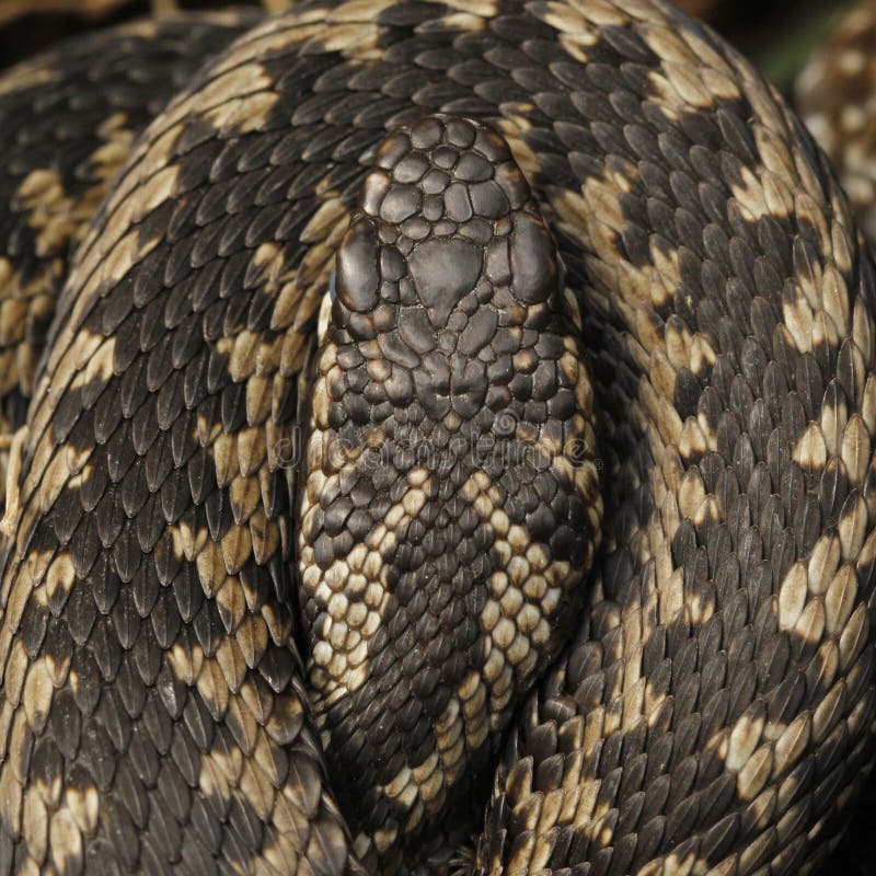The Common Viper Vipera Berus, a Species of Poisonous Snakes of the ...