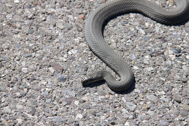 The Common Viper - Vipera Berus - is a Poisonous Snake, Whose Bite is ...