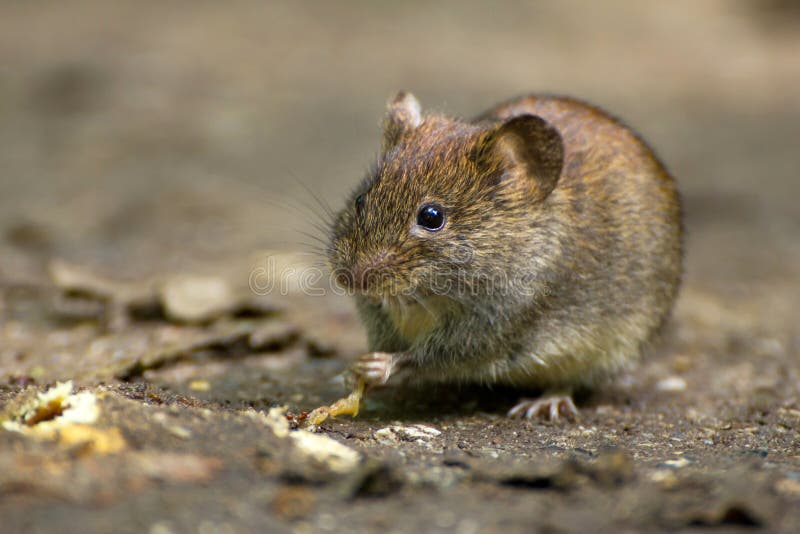 Striped mice stock image. Image of small, ecology, mammal - 607285
