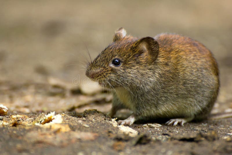Common Vole stock photo. Image of leaf, bank, cute, habitat - 66230878
