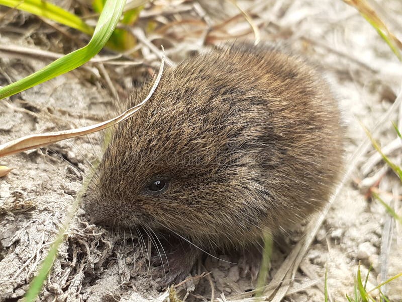 Common Vole on an Open Space in a Forest Stock Image - Image of outside ...