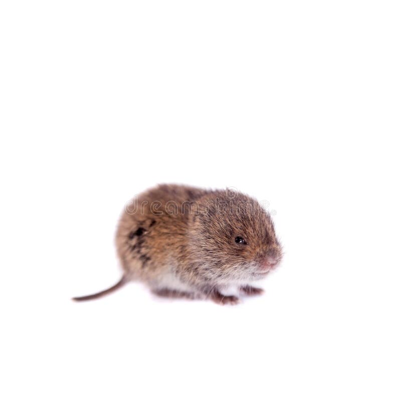 Common Vole, 3 Weeks Old, on White Stock Photo - Image of biology ...