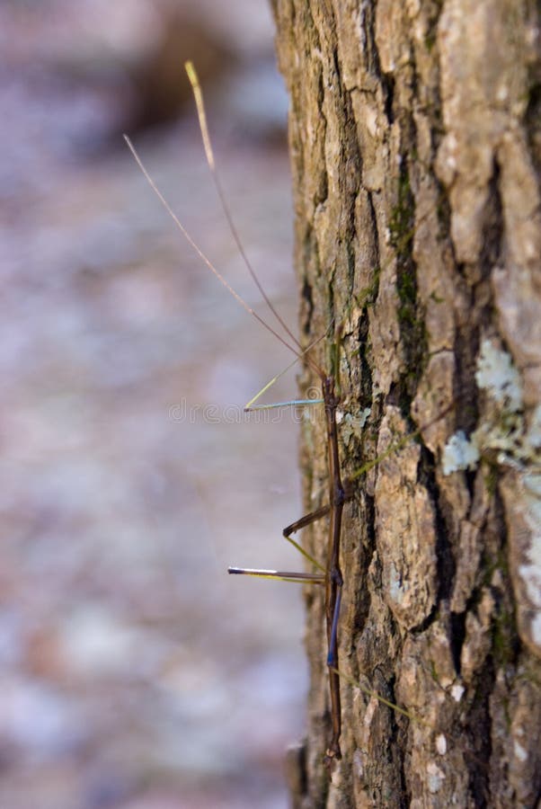 Common Walkingstick stock image. Image of femorata, climbing - 276371925