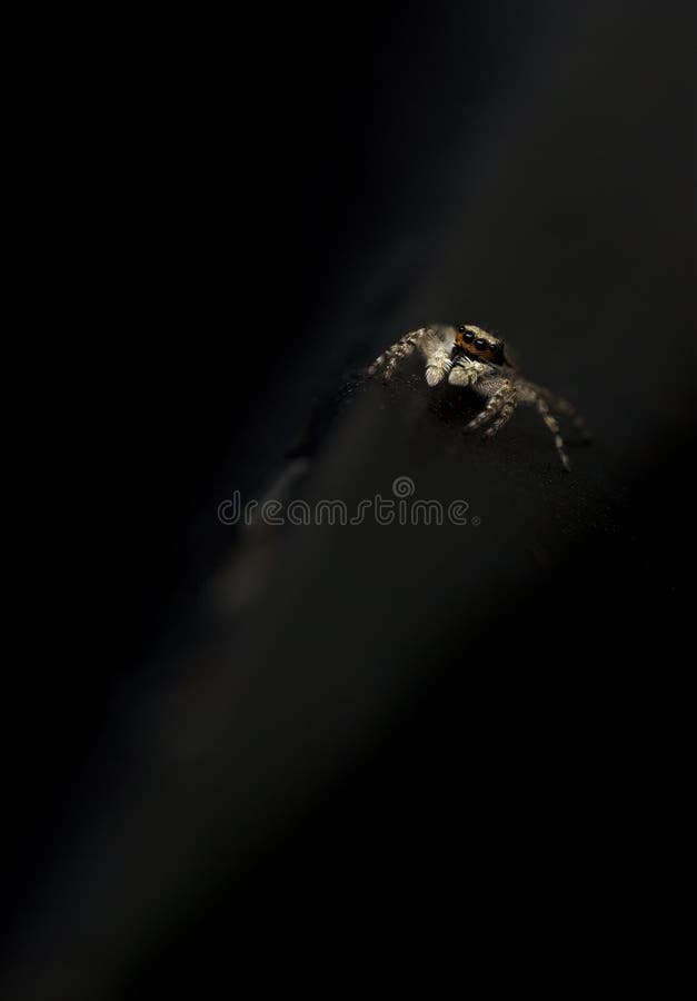 Common Wall Jumping Spider stock photo. Image of darkness - 247598592