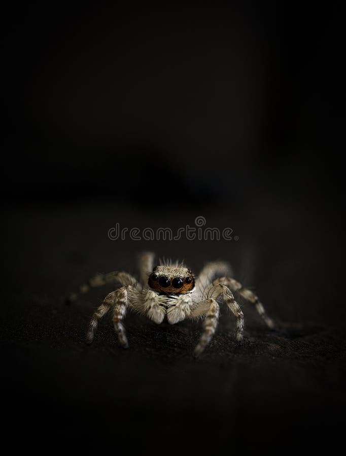 Common Wall Jumping Spider stock image. Image of screenshot - 247598597