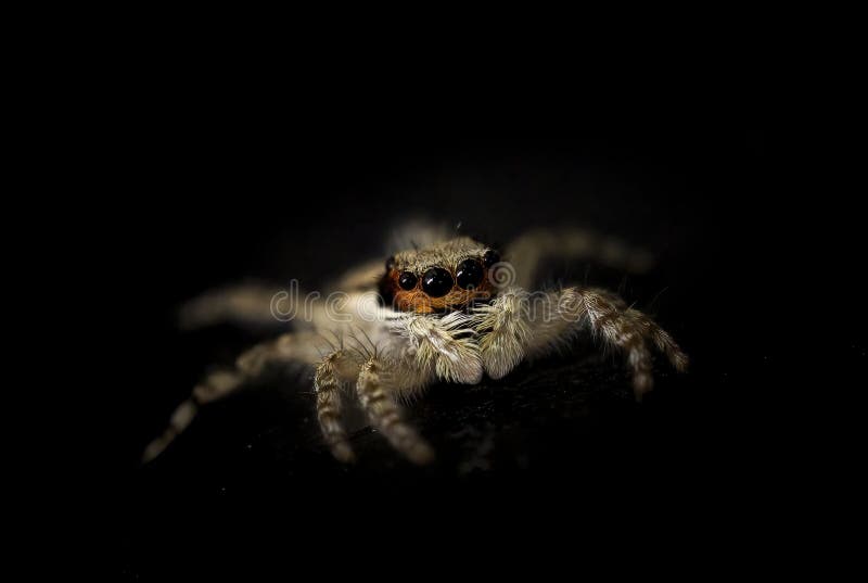 Common Wall Jumping Spider stock photo. Image of honeybee - 247598590