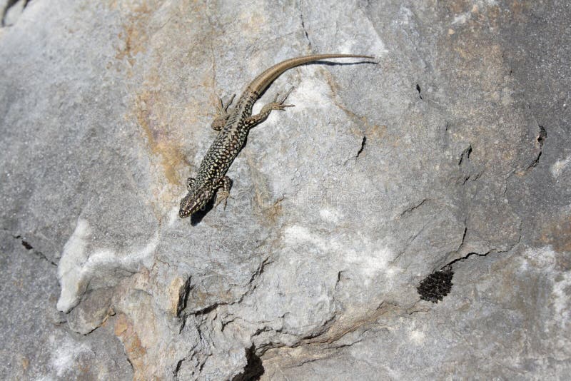 Common wall lizard stock photo. Image of wildlife, stone - 22033744