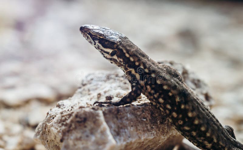 Common Wall Lizard Basking on Hot Rocks. Stock Photo - Image of heat ...