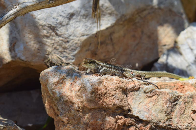 Lizard Basking in the Sun on a Rock Stock Image - Image of rock, wild ...