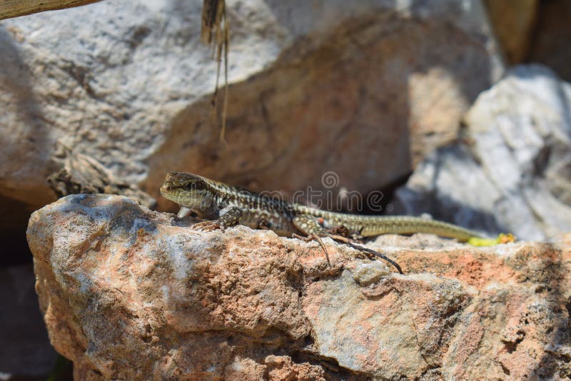 Lizard Basking in the Sun on a Rock Stock Photo - Image of generic ...