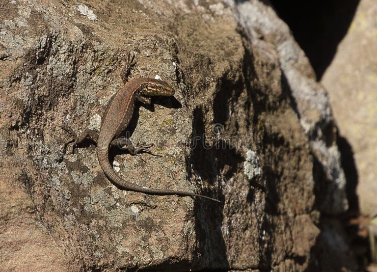 A Common Wall Lizard Basking in the Sun Stock Photo - Image of wildlife ...