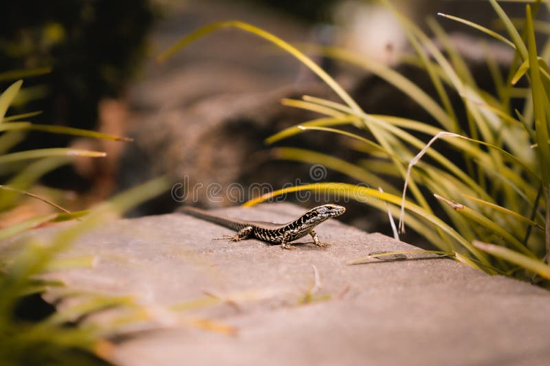 Common Wall Lizard in the Bush Close-up of Native Reptile Stock Photo ...