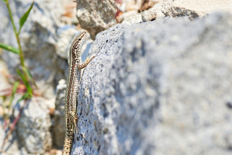 Common Wall Lizard Climbing a Rock Stock Image - Image of close, grass ...