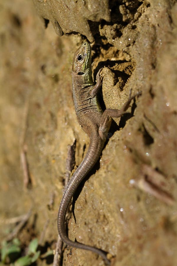 Common wall lizard stock photo. Image of reptiles, wild - 195000256