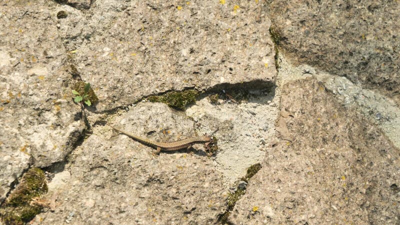 Common Wall Lizard Crawling on Stones in the Morning Stock Video ...