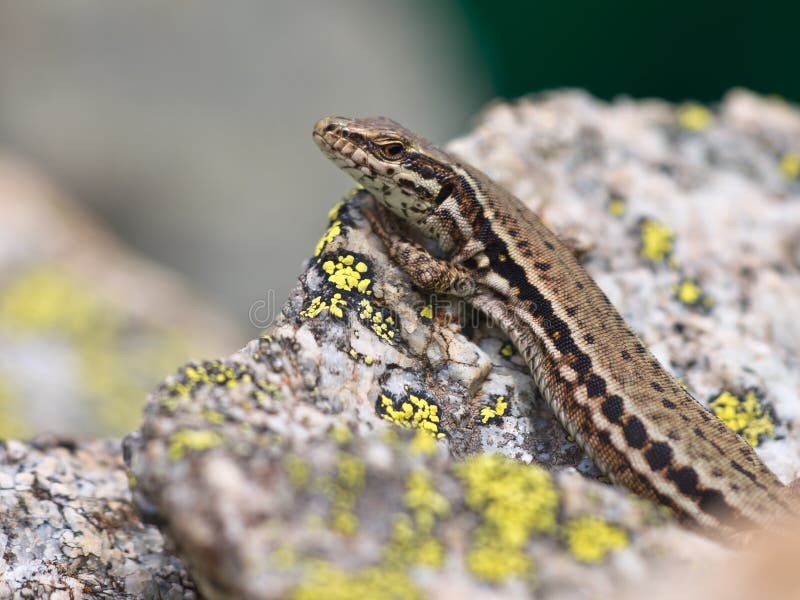 Common Wall Lizard stock image. Image of natural, reptile - 34718495