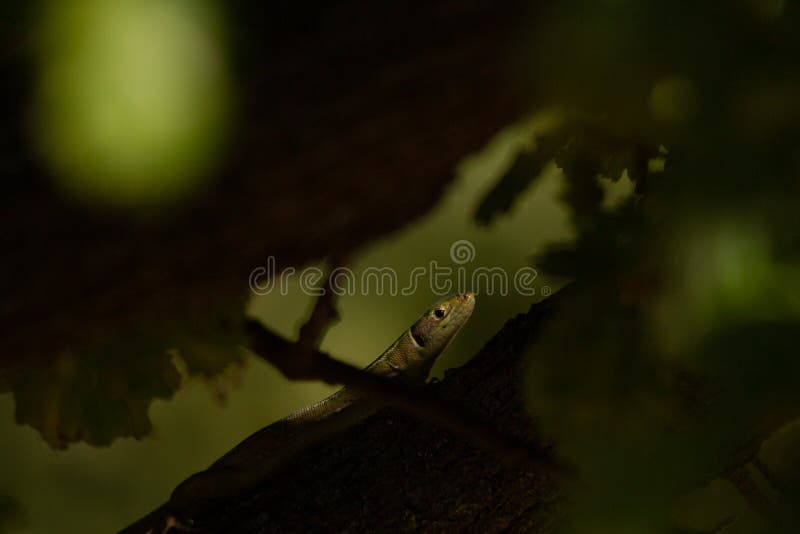 Common Wall Lizard on Oak Branch Stock Photo - Image of frog, gecko ...