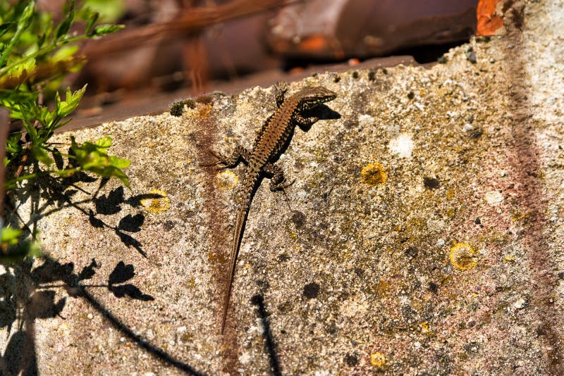 Common Wall Lizard, Podarcis Muralis Climbing a Wall Stock Illustration ...