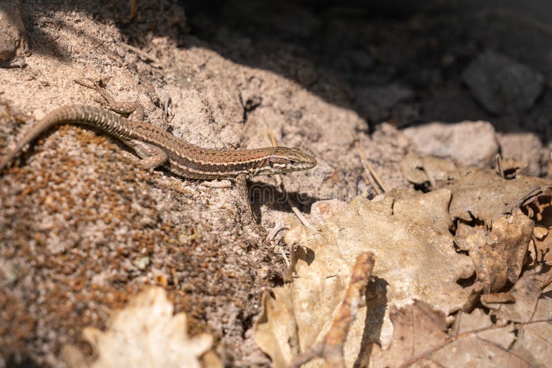 Common Wall Lizard Resting on the Ground Stock Photo - Image of close ...