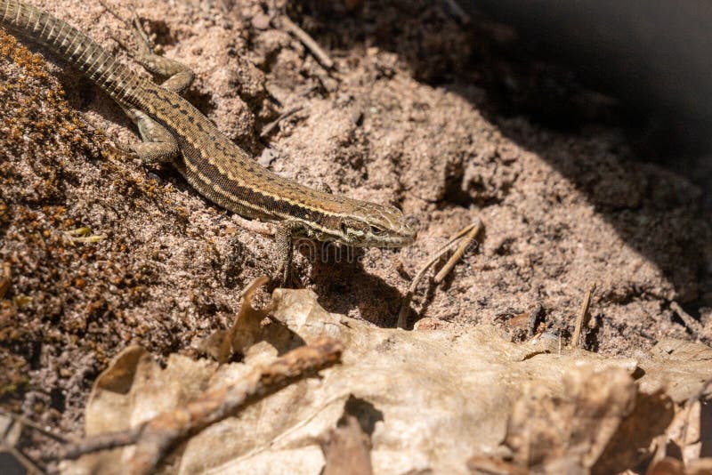Common Wall Lizard Resting on the Ground Stock Photo - Image of lizard ...
