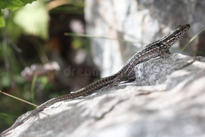 Common Wall Lizard on a Rock in the French Alps Stock Photo - Image of ...